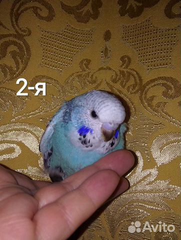 Ручные птенцы (ввп - чехи)