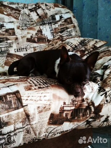 Жених чихуахуа ждет невесту в гости