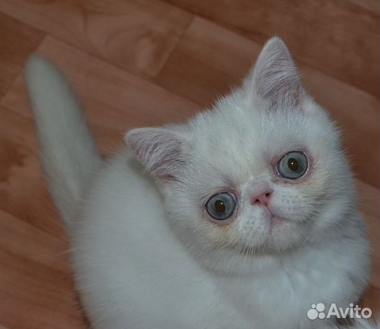 Котик экзотик