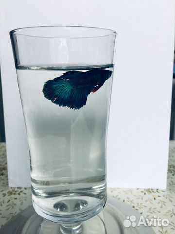 Петушок Halfmoon (халф мун)