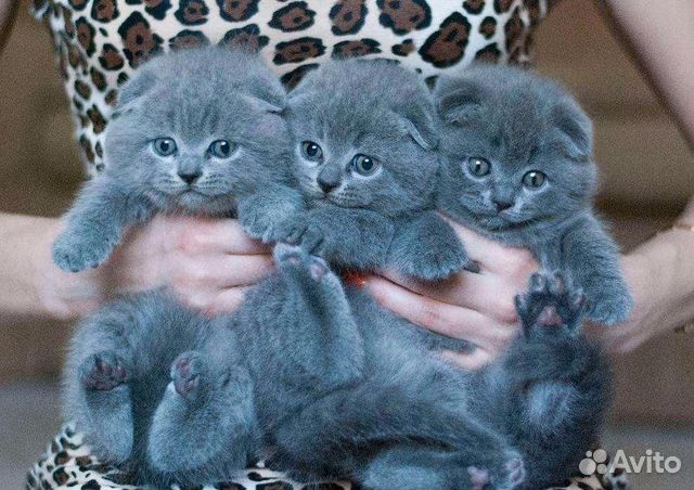 Необыкновенное чудо