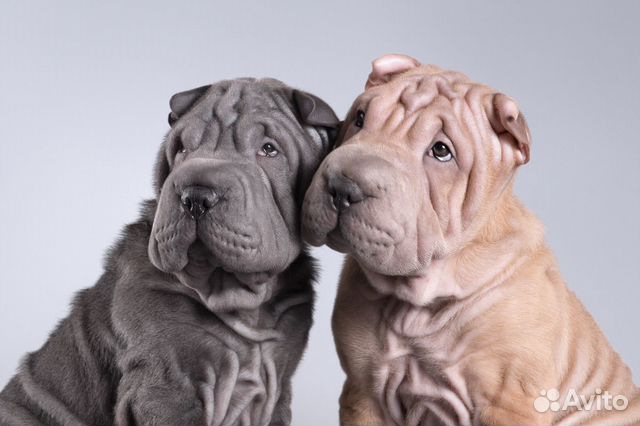 Шикарные девочки шарпея