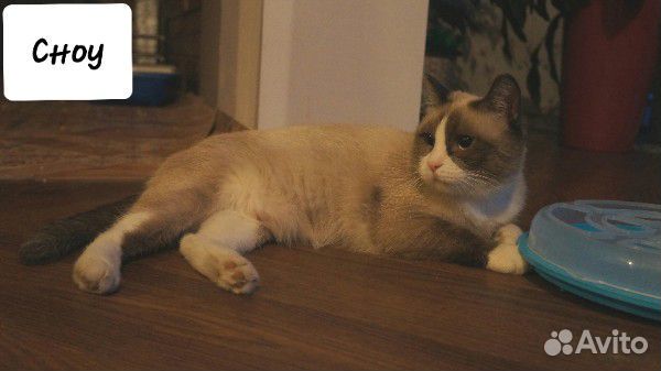 Красивые яркие кошечки и котик ищут дома