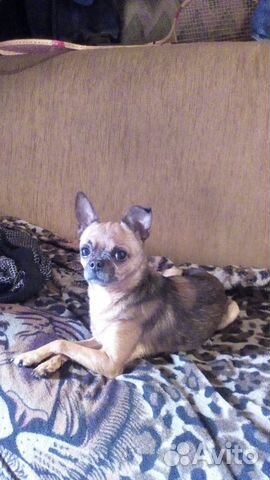 Отдам в добрые руки найденыша чихуахуа, кабель 4-5