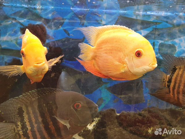 Северумы и геофаргусы