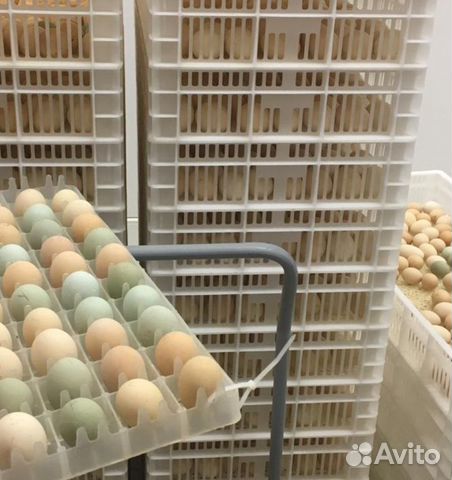 Инкубационное яйцо