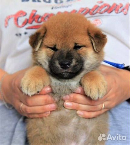Сиба-ину щенок