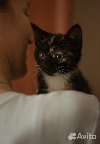 Сэмми и Эмми ждут своего человека