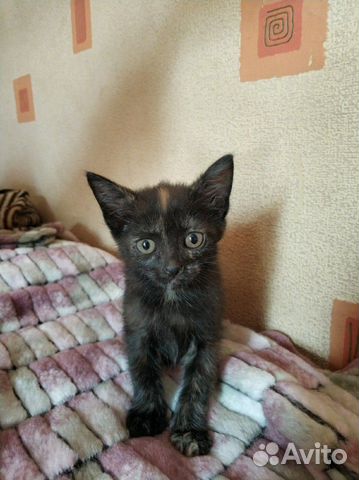 Миленькие котята