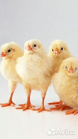 Цыпленок бройлер Росс 308