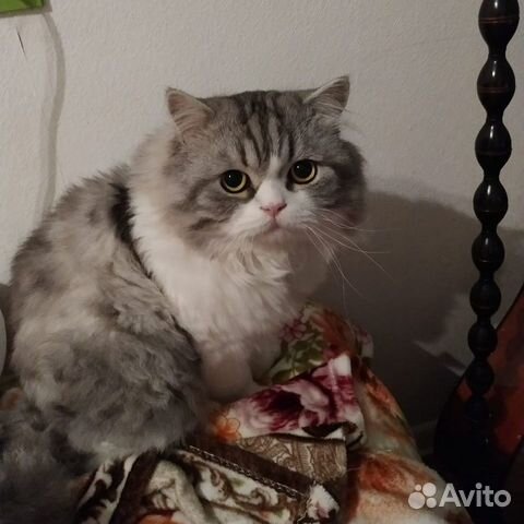 Кот в добрые руки