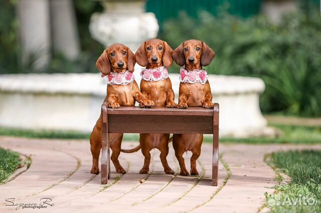 Щенки таксы миниатюрной гладкошерстной