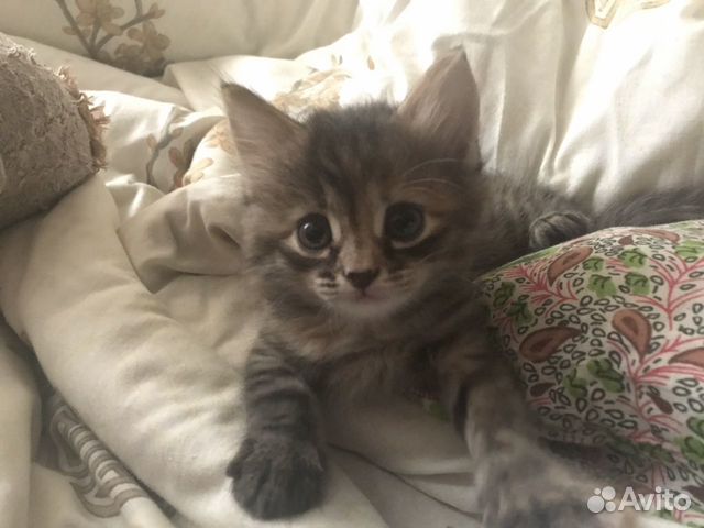 Отдадим котёнка в хорошие руки