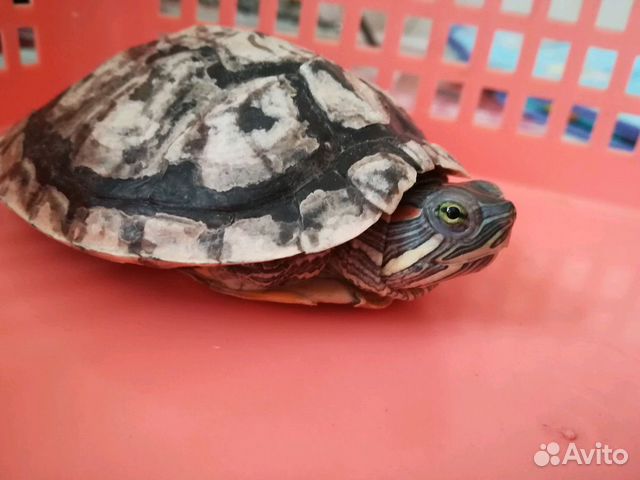 Черепаха