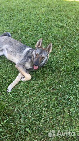 Молодая собачка Сони