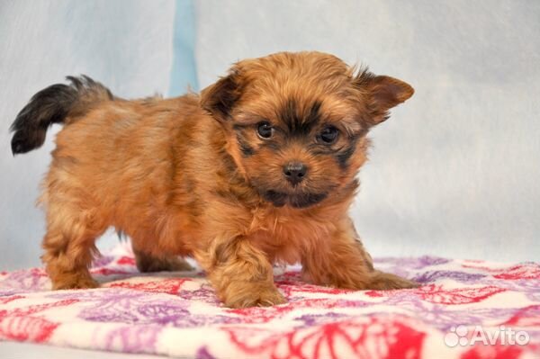 Щенок-муж.русалка