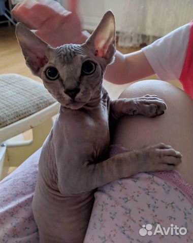 Канадский сфинкс