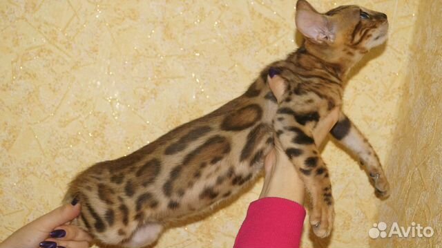 Бенгальские малыши