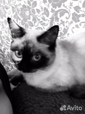 Подарю кошечку по кличке крошечка Кошечка умная, х