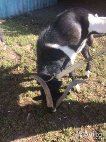 Козел на племя