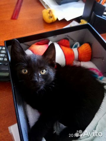 Котик Балу