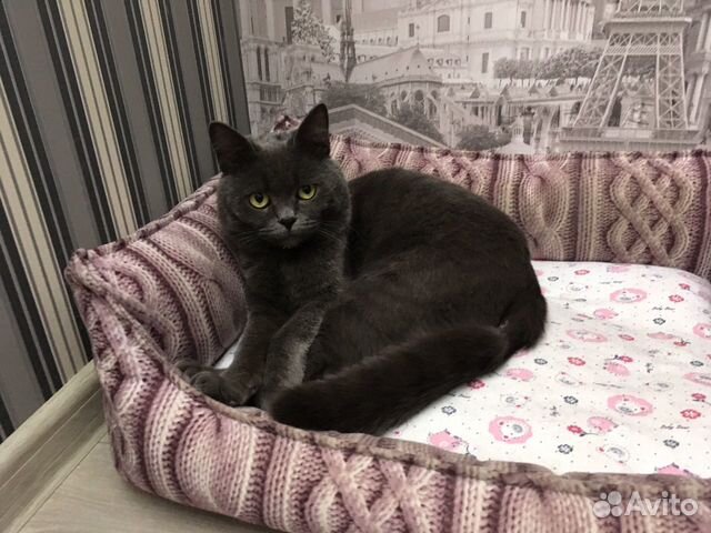 Брошенный котик ищет дом