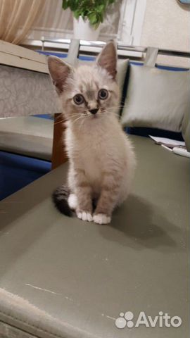 Котенок в добрые руки
