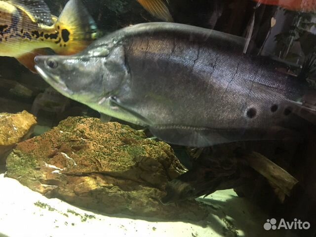 Раба. Нож глазчатый