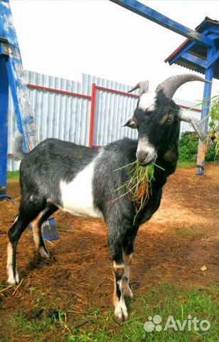 Обмен Альпийско-нубийский козлик 1.2 года