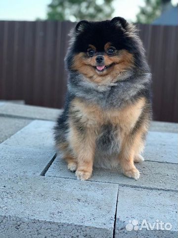 Шпиц, вязка