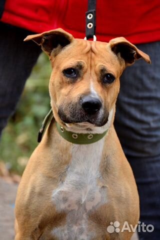 Добрый стаффорд Оливия