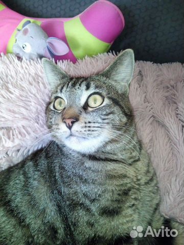 Кот Мэйн Кун мальчик