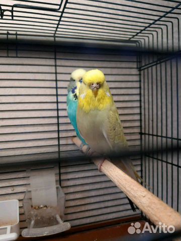 Выставочные волнистые попугаи