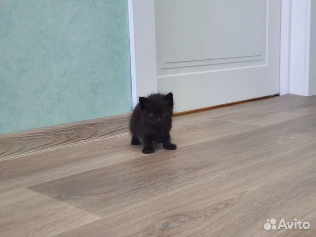 Черный котик (Дербышки)