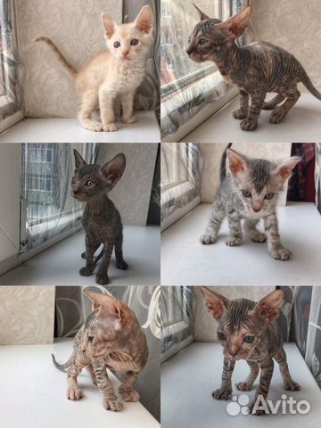 Продаю котят породы донской сфинкс