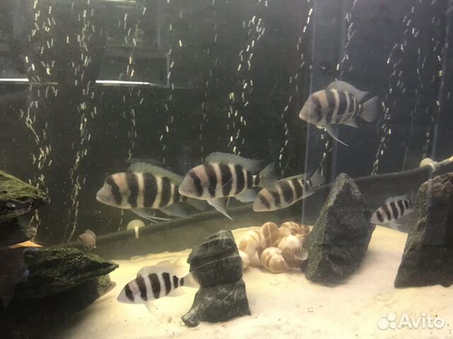 Аквариумные рыбки