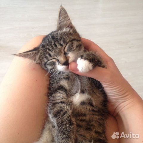 Кошечка Рокси