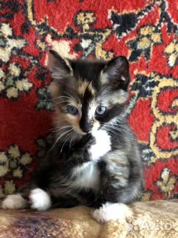 Очаровательные домашние котята ищут дом