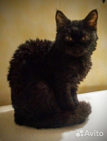 Дарина Кёрли Астра