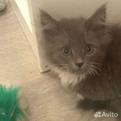 Отдаю в добрые руки котенка