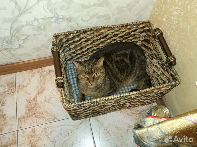 Хороший, холеный котик зовут Перчик. В добрые руки