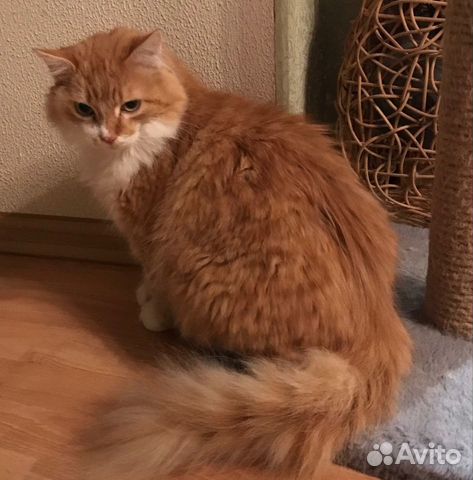 Ищем любящих хозяев красавице Злате