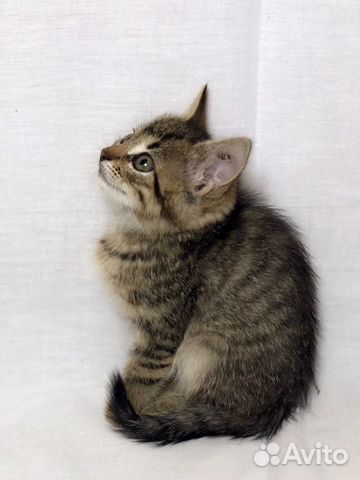 Кошечка Лала, 2 месяца
