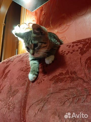 Котик 4 мес. в добрые руки
