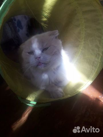 Котик Мазут