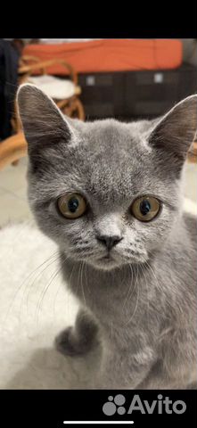 Отдадим котёнка в добрые руки