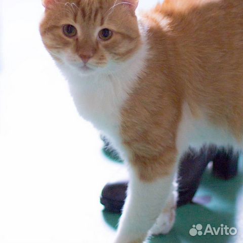 Рыжий котик ищет дом