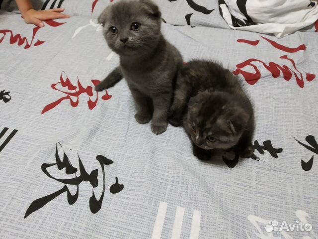 Британская веслоухая