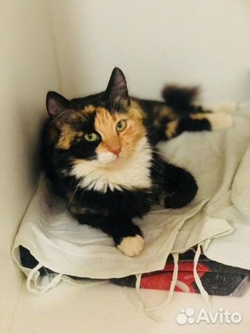 Украшение каждого дома Томочка