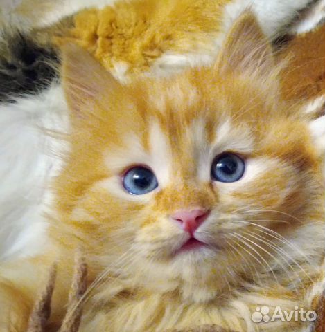 Маленькая кошка ждет своих хозяев